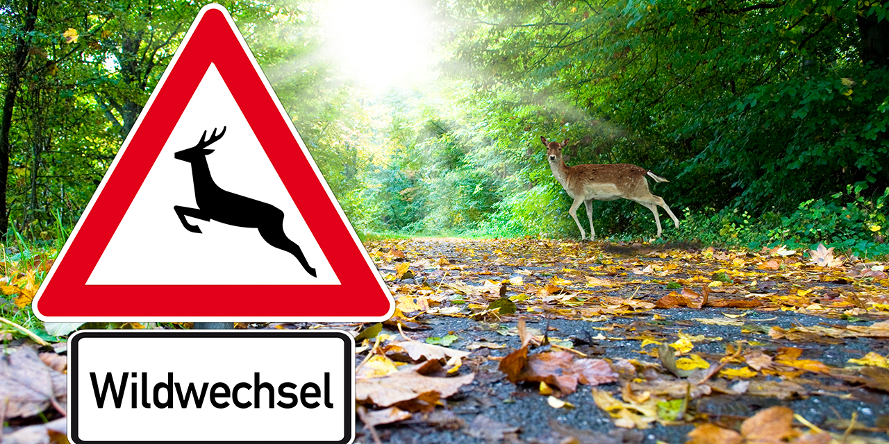 Vorsicht vor Wildwechsel: Das sollten Sie beachten - Blog Dacia